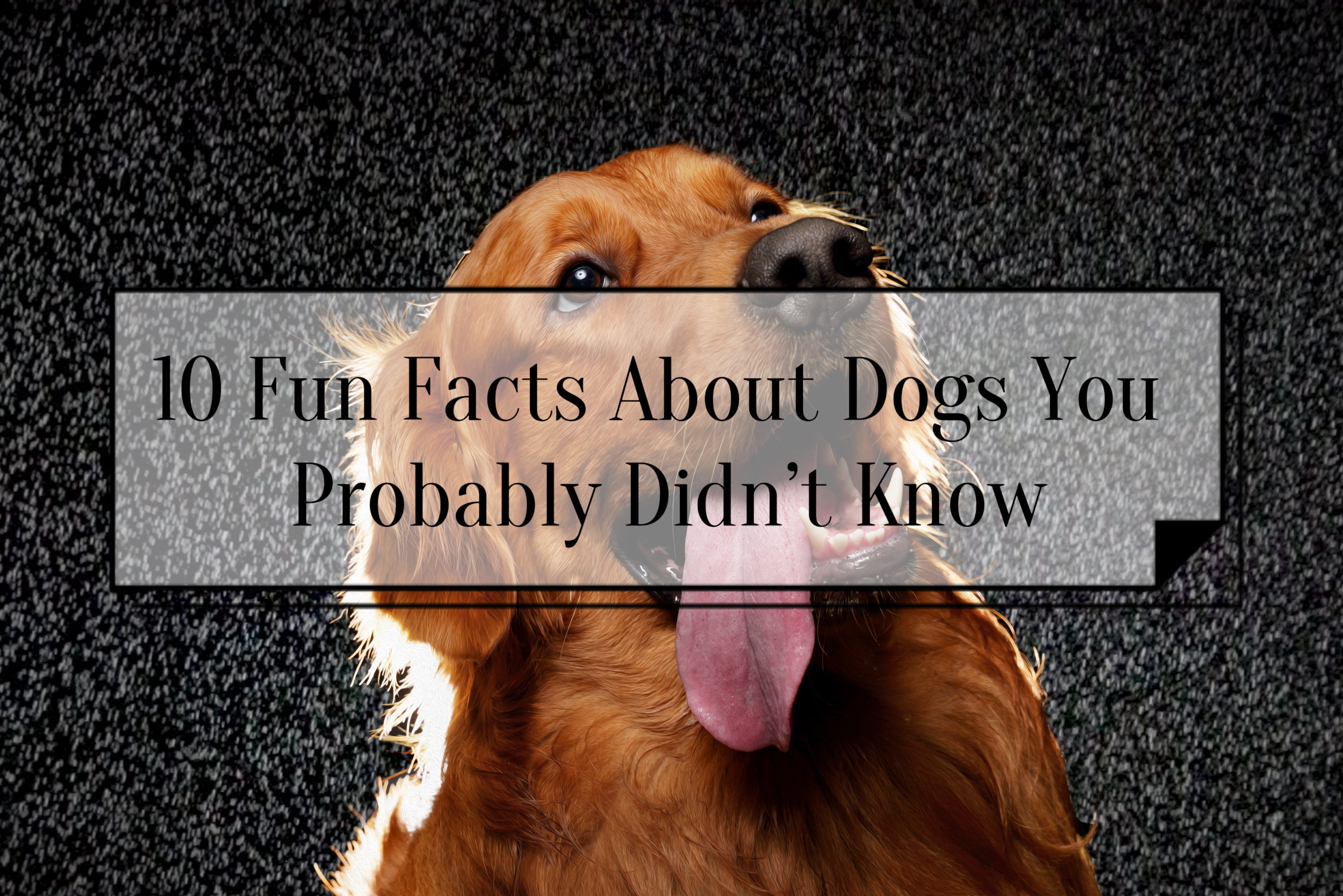 10 Fun Facts About Dogs You Probably Didn’t Know – FurryCircle